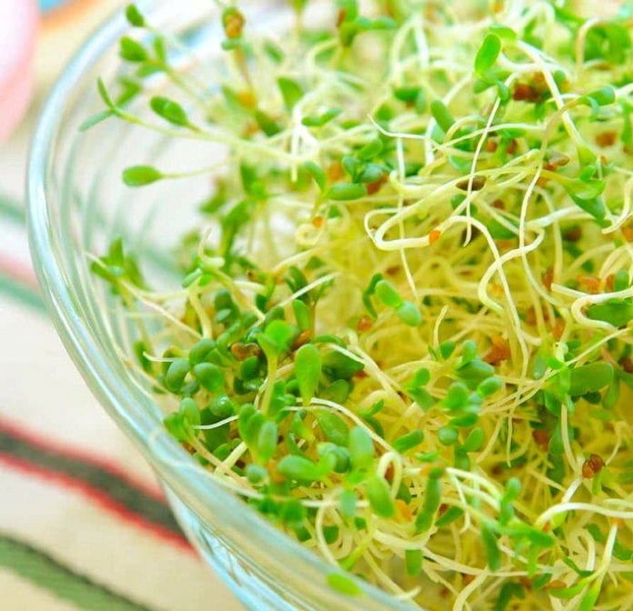 Why are Sprouts so Dangerous? | Food Poisoning News