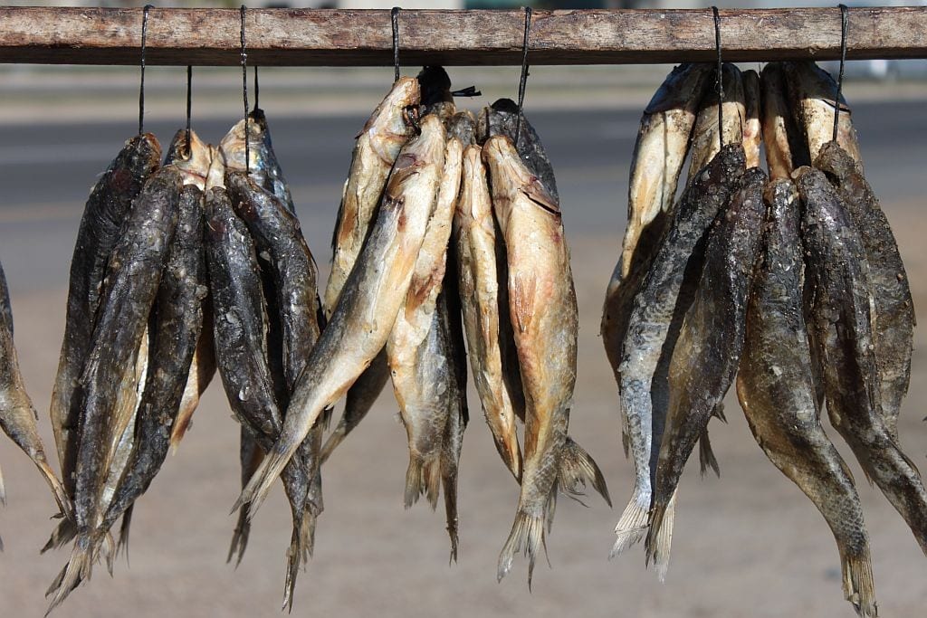 Ciguatera, Vibrio and Scombroid: Seafood Poisoning, while Rare can be ...