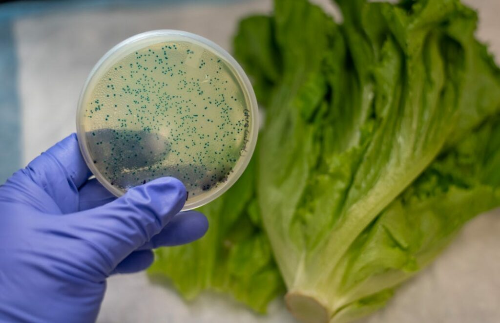 E. coli Outbreak Linked to Lettuce Claims First Life in England | Food ...