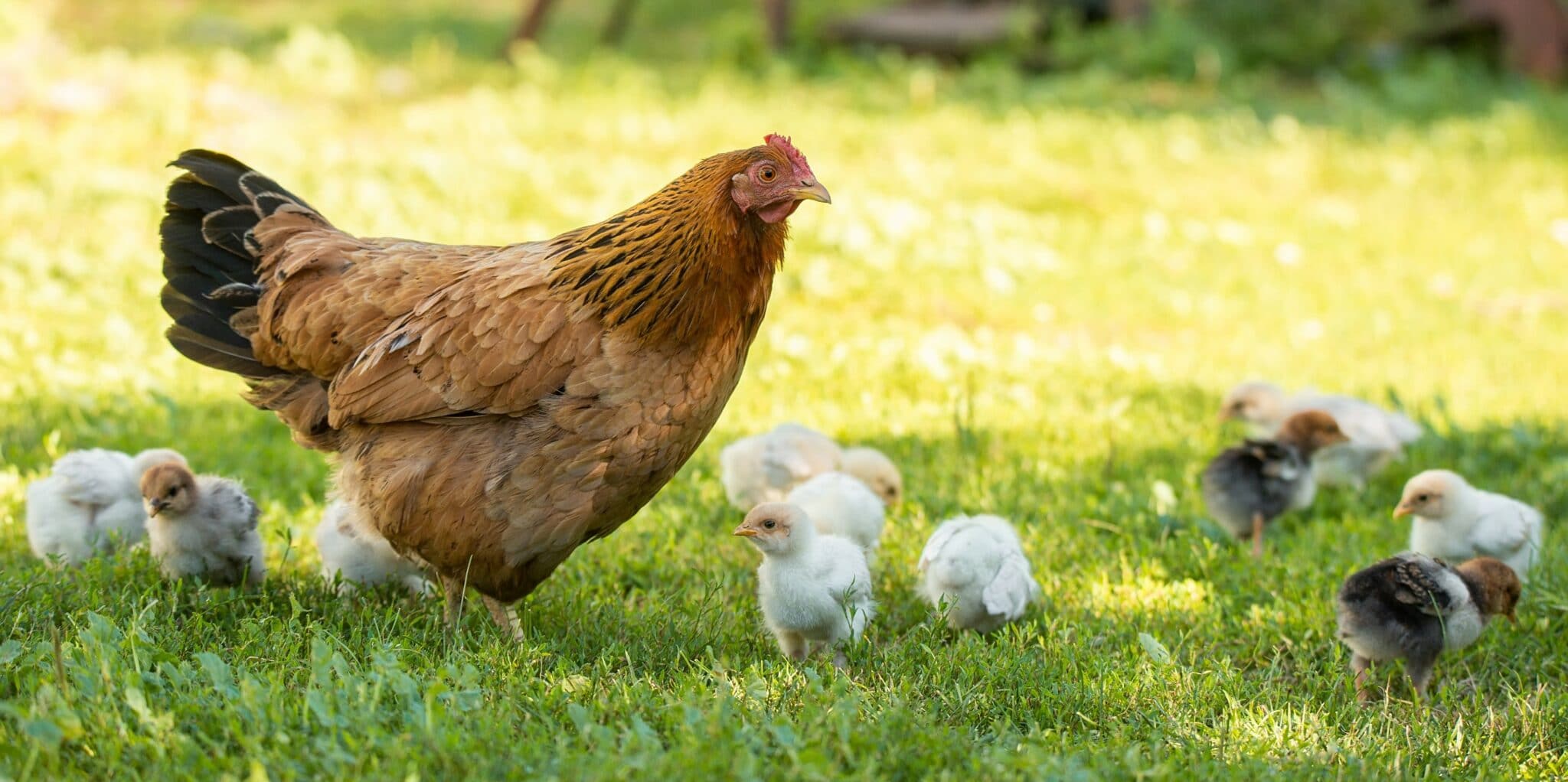 Salmonella Outbreaks Linked to Backyard Poultry | Food Poisoning News