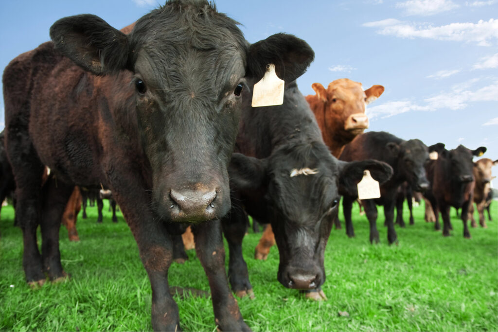 Public Health Alert on Potentially Contaminated Beef | Food Poisoning News