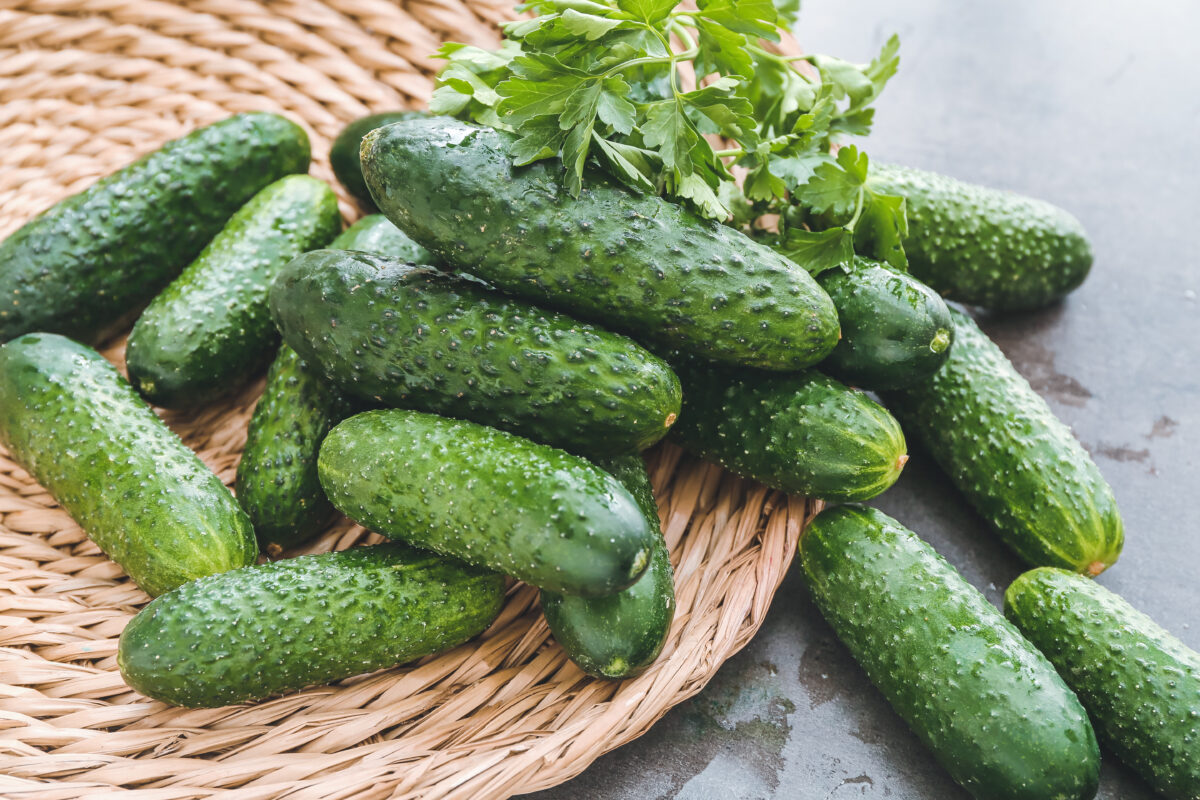 The Unique Qualities of Cucumbers that Make Them So Susceptible to ...