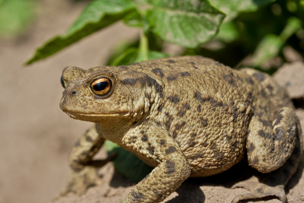 Toxic Toads and Crocodile Conservation: A Food Poisoning Success Story ...