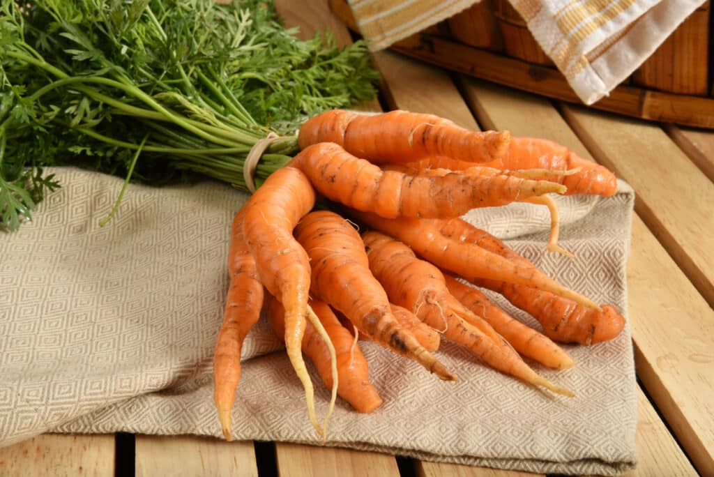 What Might Make Carrots Susceptible to Contamination with E. coli? What ...