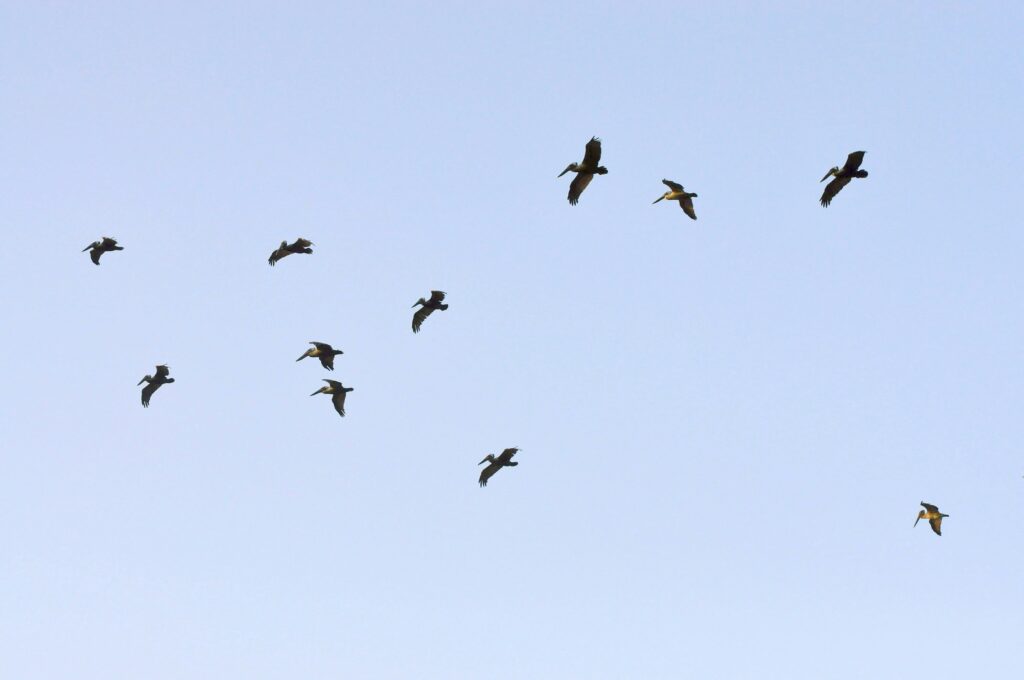 How Avian Migration Circulates Agricultural Pathogens Like Salmonella ...