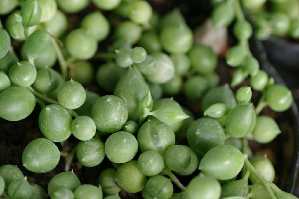 Maddi sutton nudes the girl is girl-next-door lovely with a