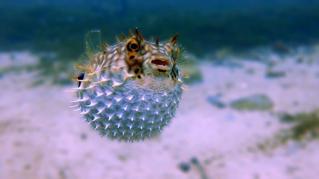 Understanding Pufferfish Poisoning | Food Poisoning News