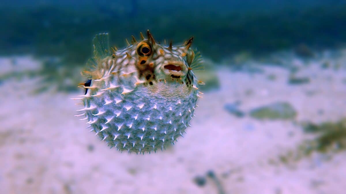 Understanding Pufferfish Poisoning | Food Poisoning News
