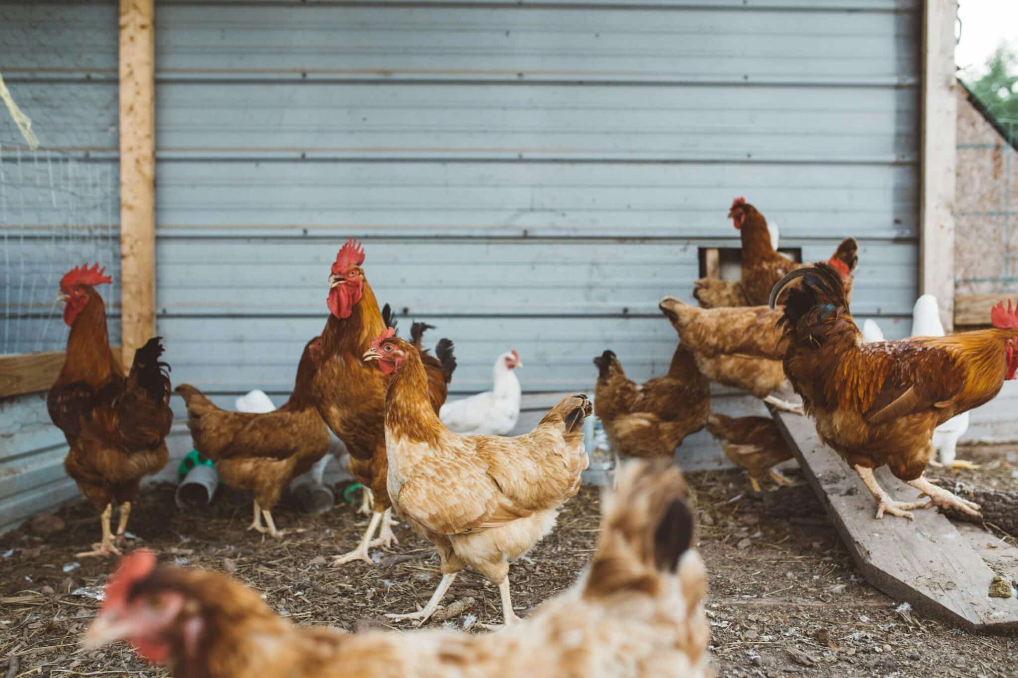 Salmonella Outbreak Linked to Backyard Poultry Spreads Across 42 U.S ...